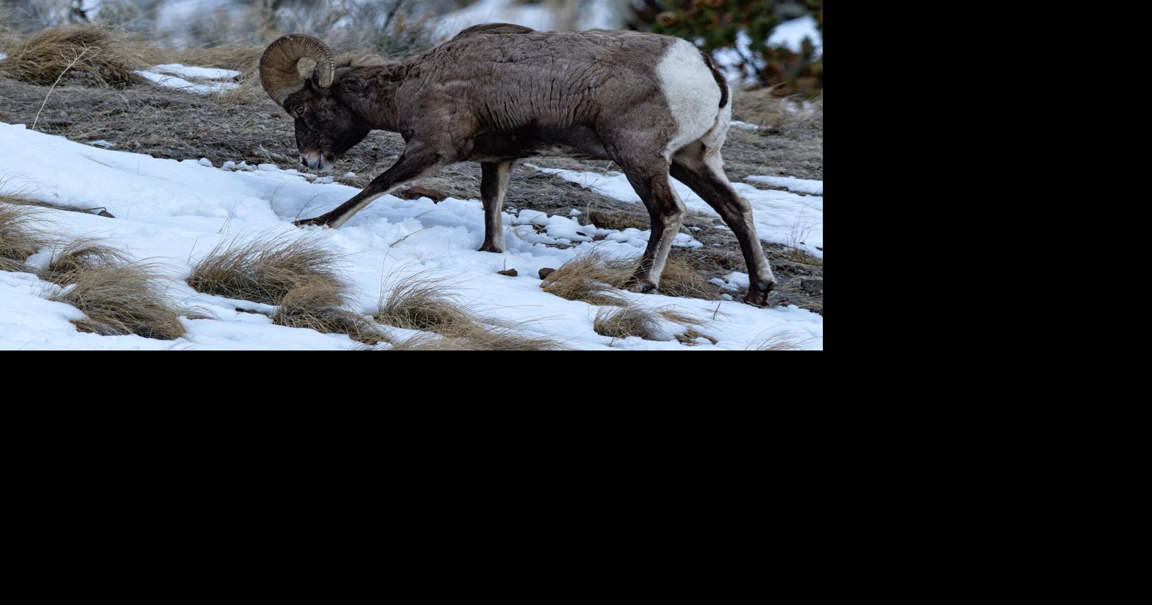 Ram walk | Almanac | codyenterprise.com