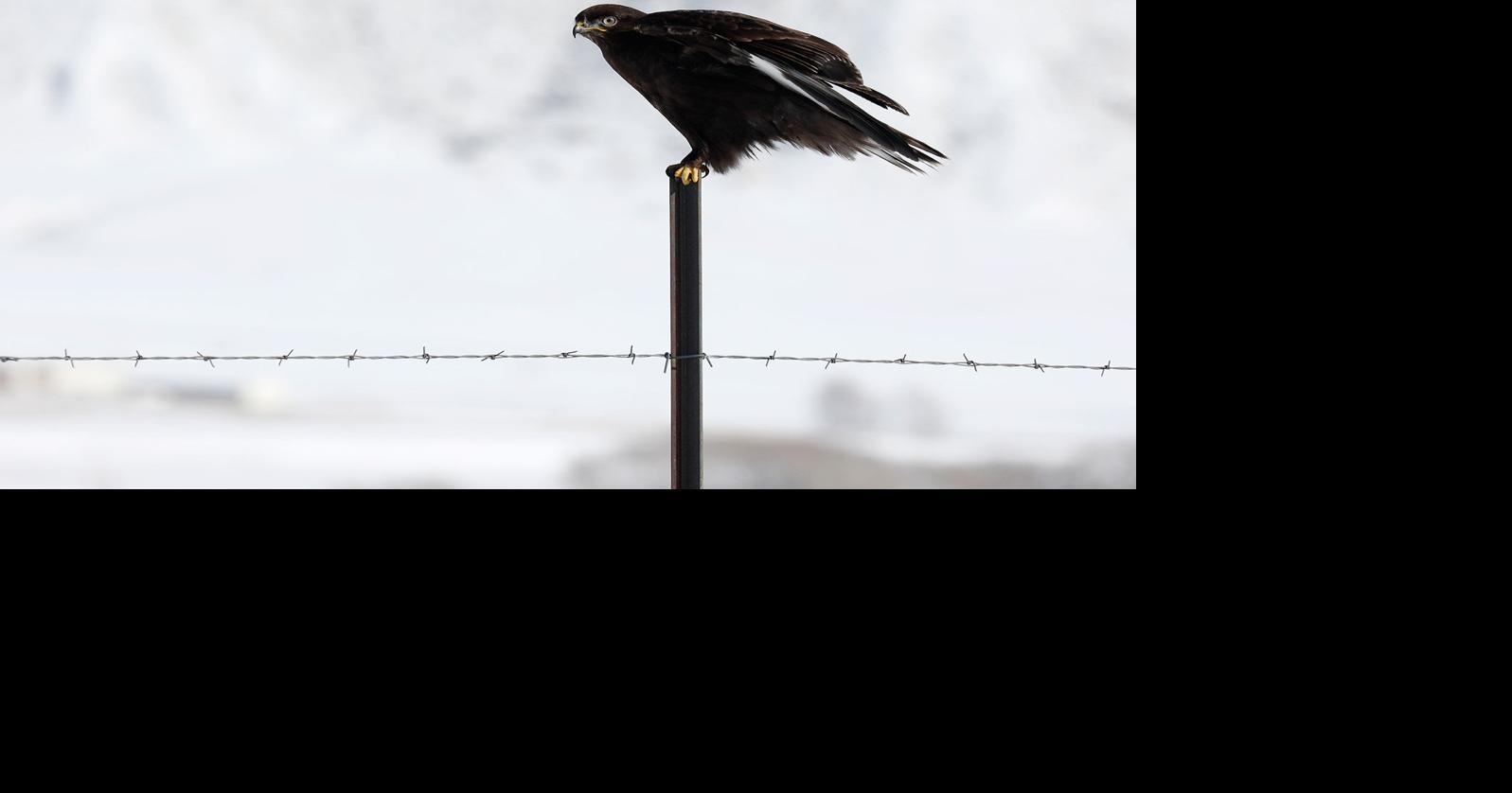 A good perch | People | codyenterprise.com