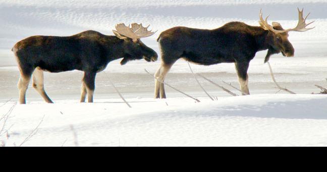 North Fork moose | People | codyenterprise.com