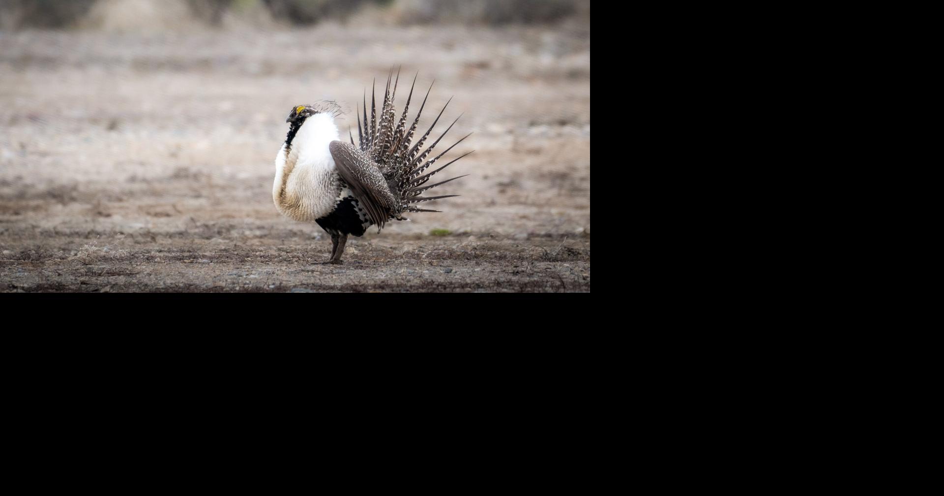 Public urged to report dead sage grouse amid West Nile virus concerns ...