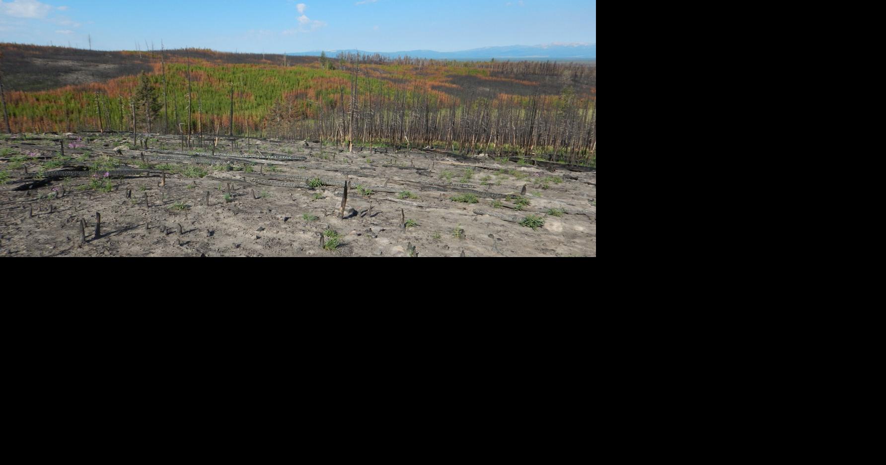 Exploring future of forests in Yellowstone | People | codyenterprise.com