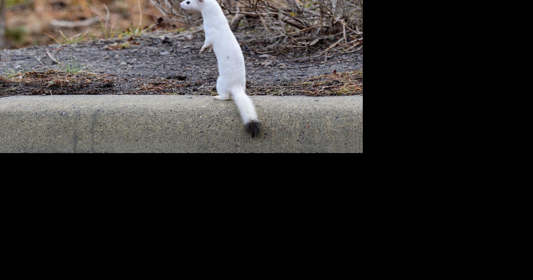 Parking Lot Ermine | Local News | codyenterprise.com