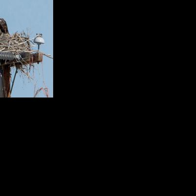 Precarious perch | People | codyenterprise.com