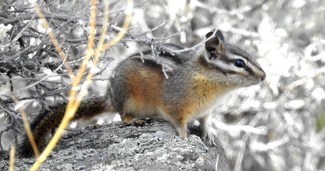 Chipmunk cheeks | People | codyenterprise.com
