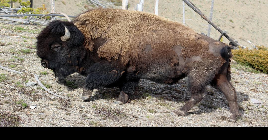 Walk with a bison | People | codyenterprise.com