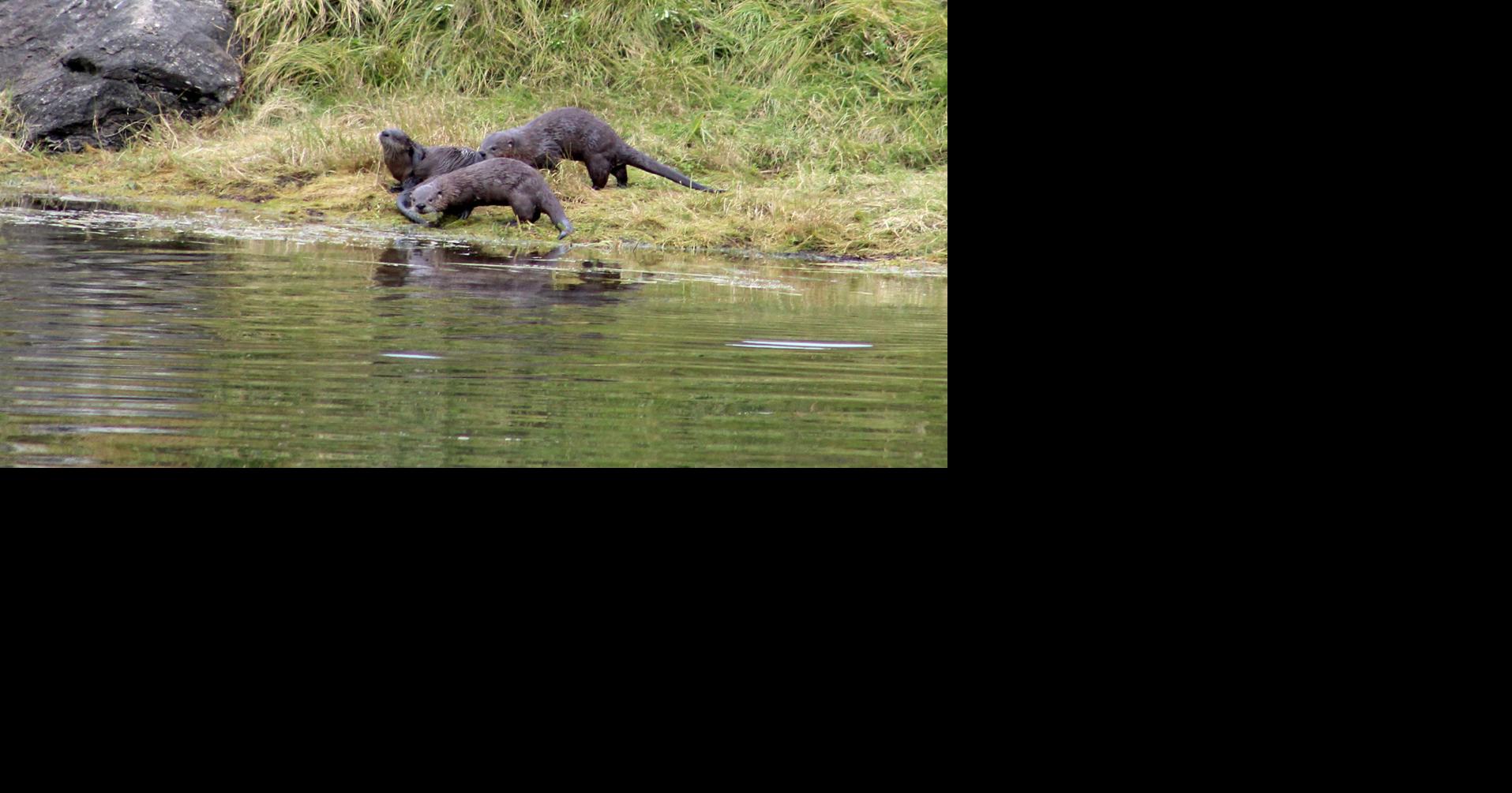 Fun day for a frolic | People | codyenterprise.com