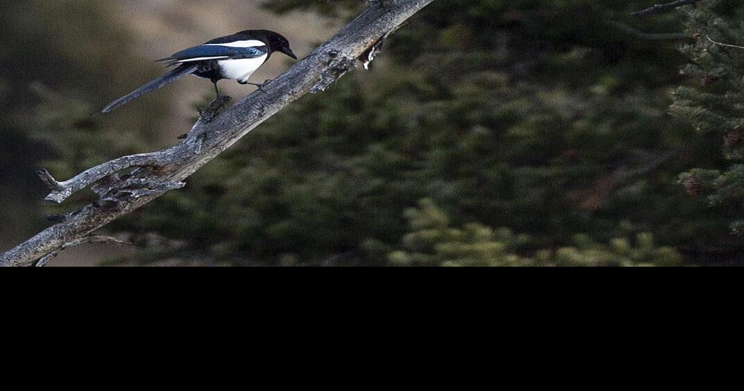 Good Morning Magpie | Local News | codyenterprise.com