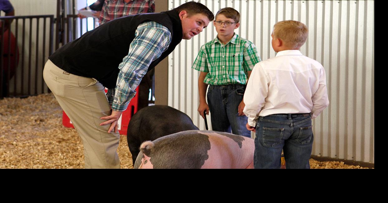 A history of judging hogs: Laramie native handles swine competitions ...