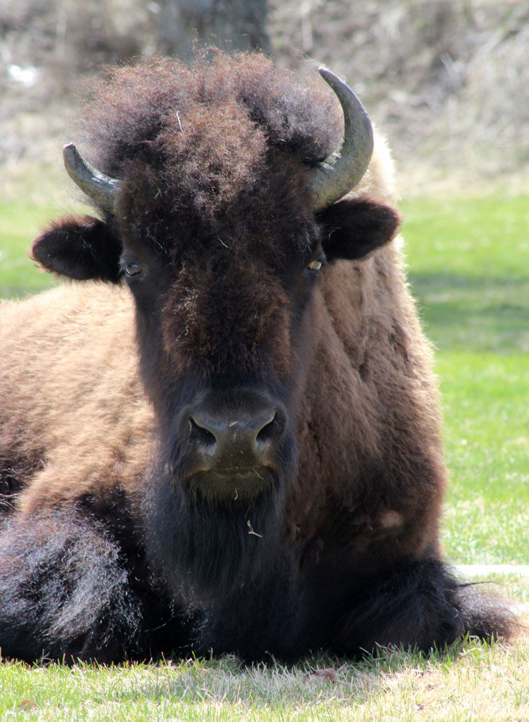 Recovery for the ages: Bison went from near extinction to a symbol of ...