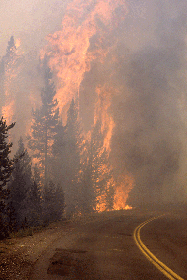 Yellowstone fires: 25 years ago this week | Local News | codyenterprise.com