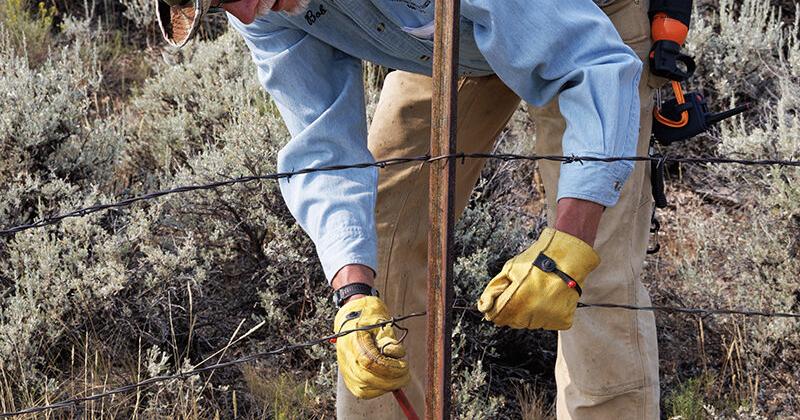 Removing dangerous fence aids wildlife | People | codyenterprise.com