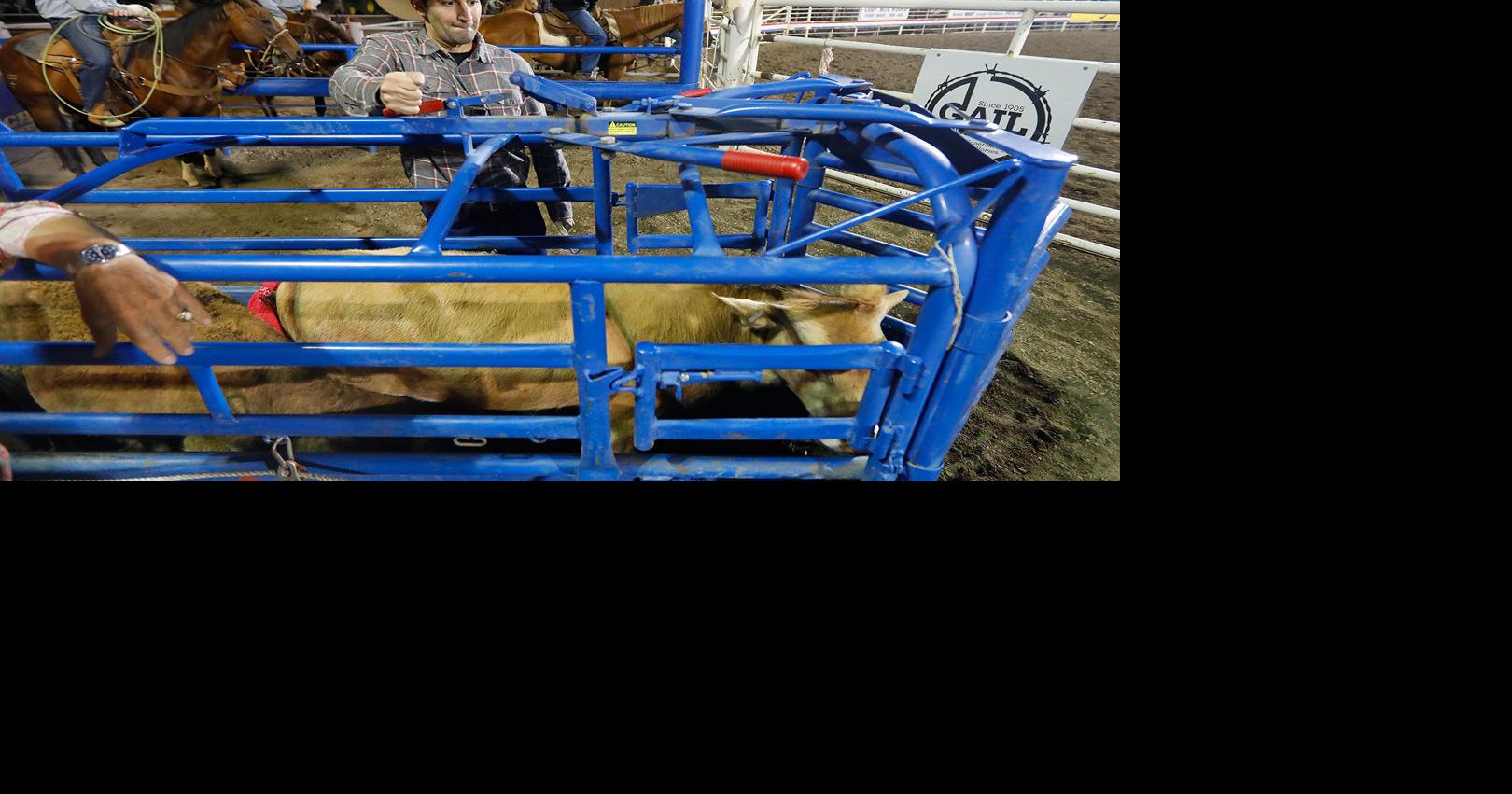 On an everyman tour of America: Minnesota man works as rodeo hand for a ...