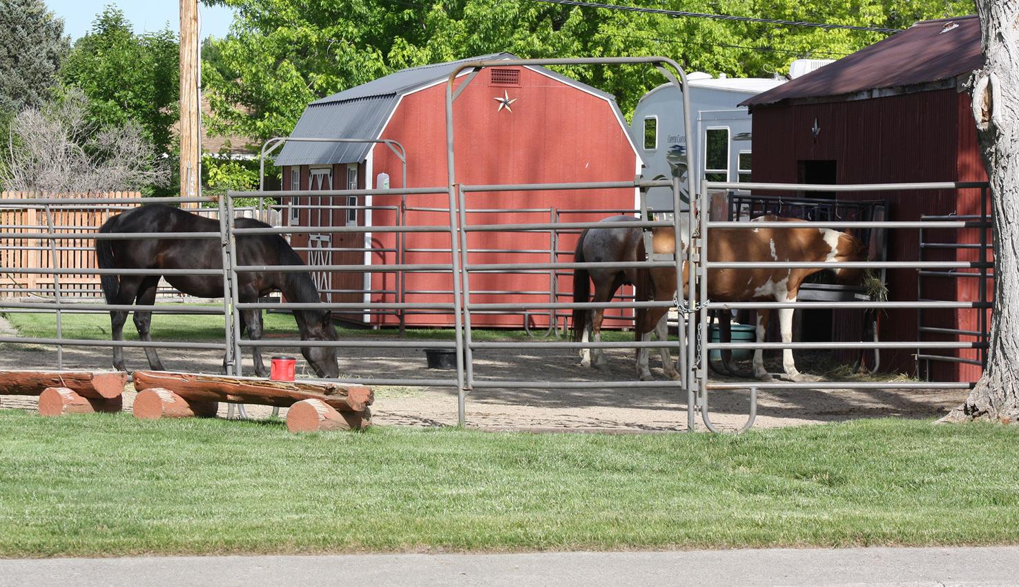 Livestock in the neighborhood: City looks at new rules | Local News ...