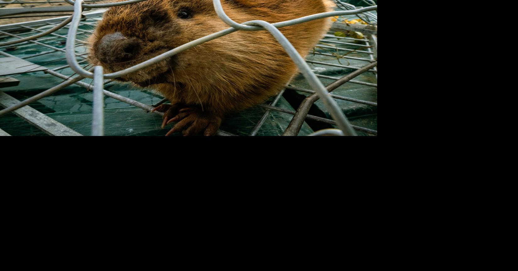 Game and Fish biologist talks about beaver project | People ...