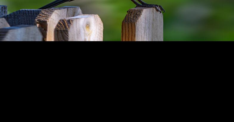 Fence Sitter | | codyenterprise.com