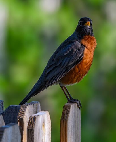 Fence Sitter | | codyenterprise.com