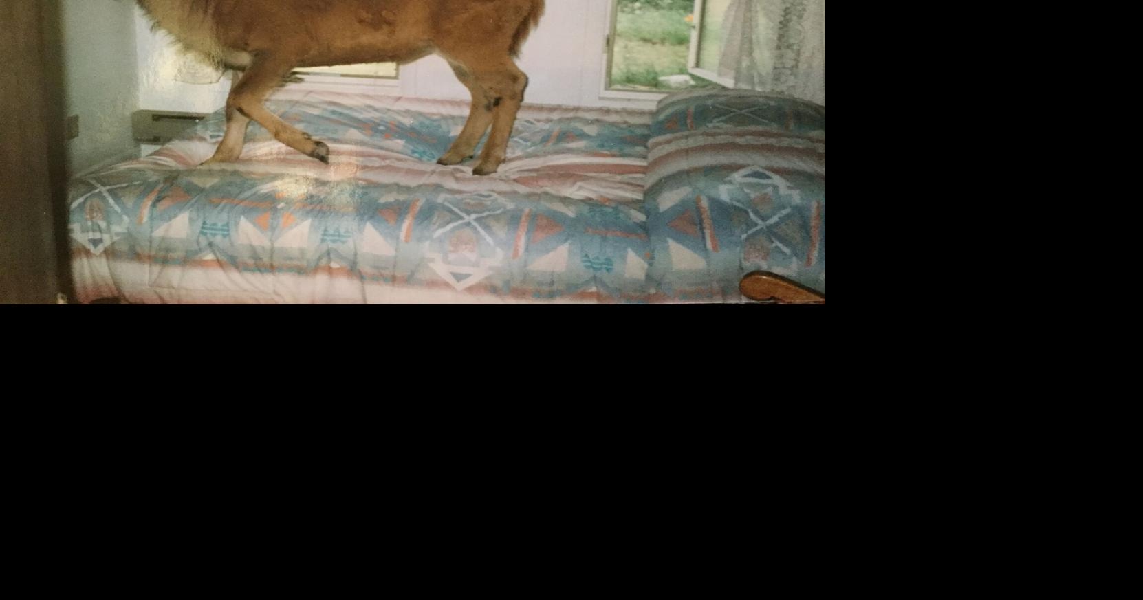 Authors entertain with their buffalo tales | People | codyenterprise.com