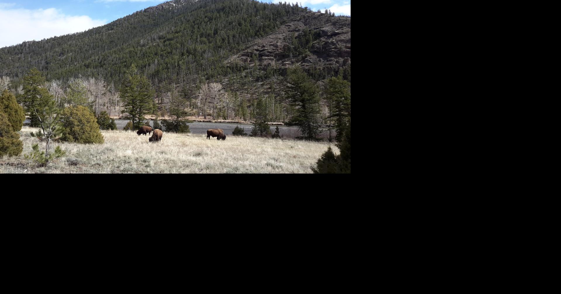 Lovely Yellowstone | People | codyenterprise.com