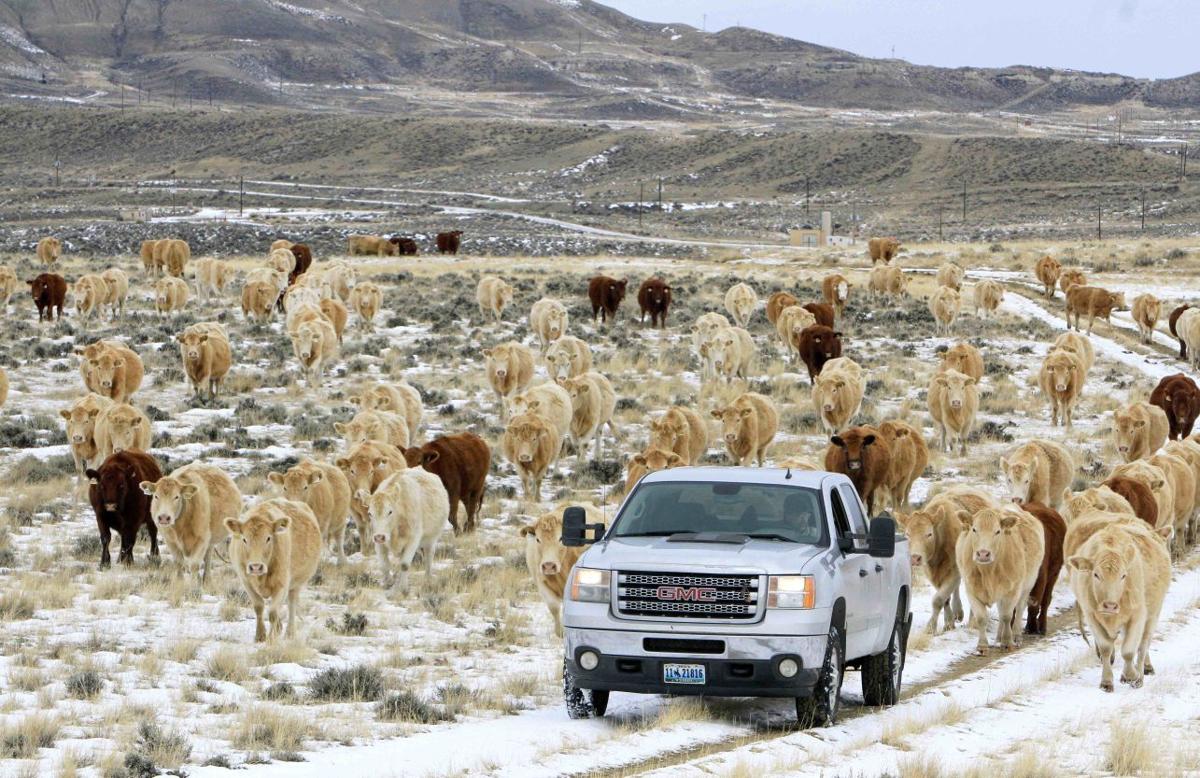 WINTER SERIES: Livestock care key on ranch | Local News ...