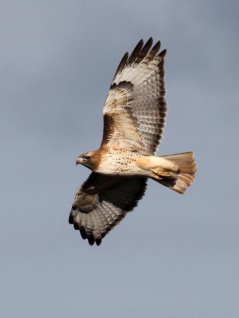 Wingspan | People | codyenterprise.com