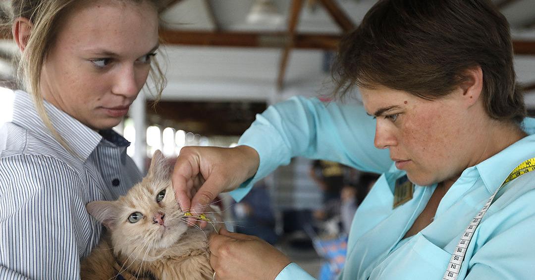 Photos: Park County 4-H cat show | | codyenterprise.com