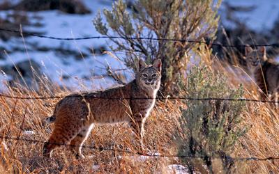 Bobcat grin | People | codyenterprise.com