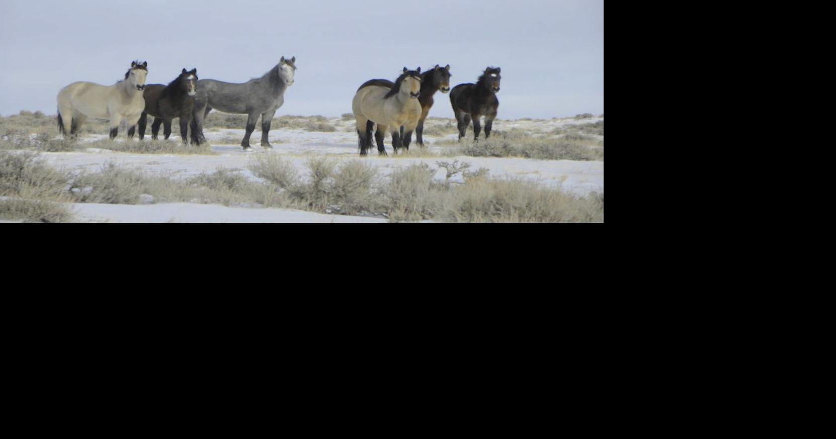 Study: Wyoming and West’s wild horses described as fleshy ...