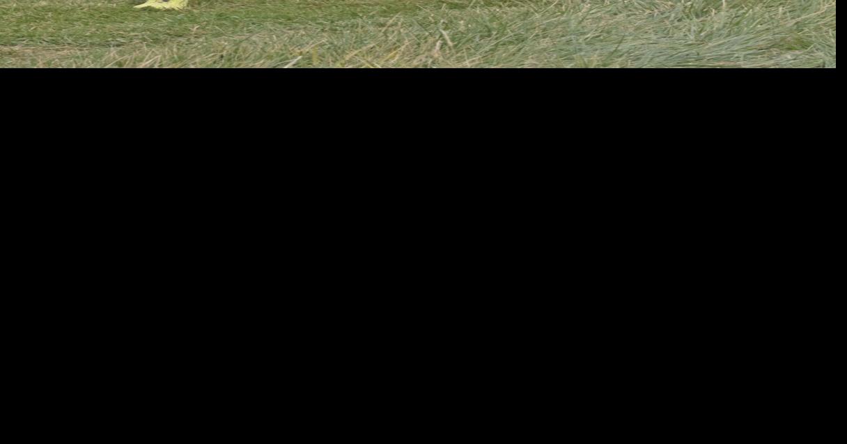 Cody runners compete at conference meet | Sports | codyenterprise.com