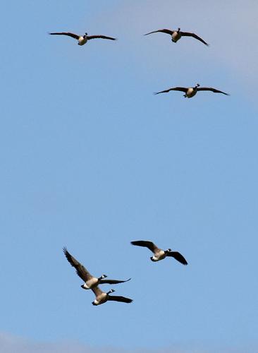 Take a gander | People | codyenterprise.com