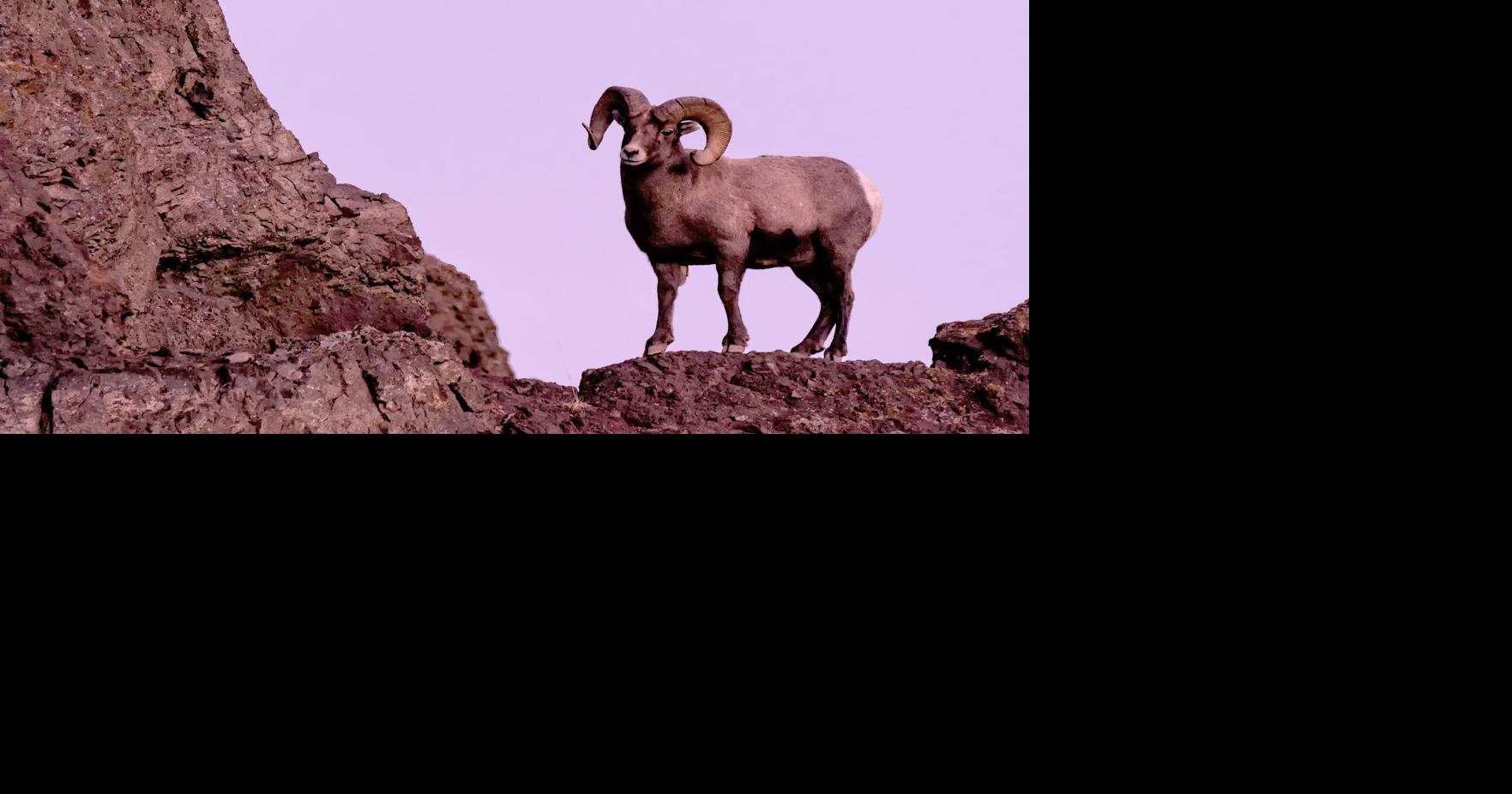 Rocky Ram | Almanac | codyenterprise.com