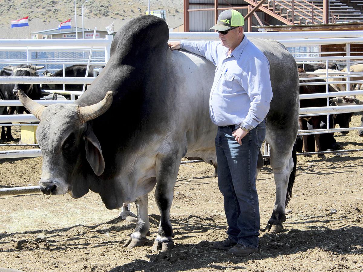 Good stock key for good rodeo | Sports | codyenterprise.com