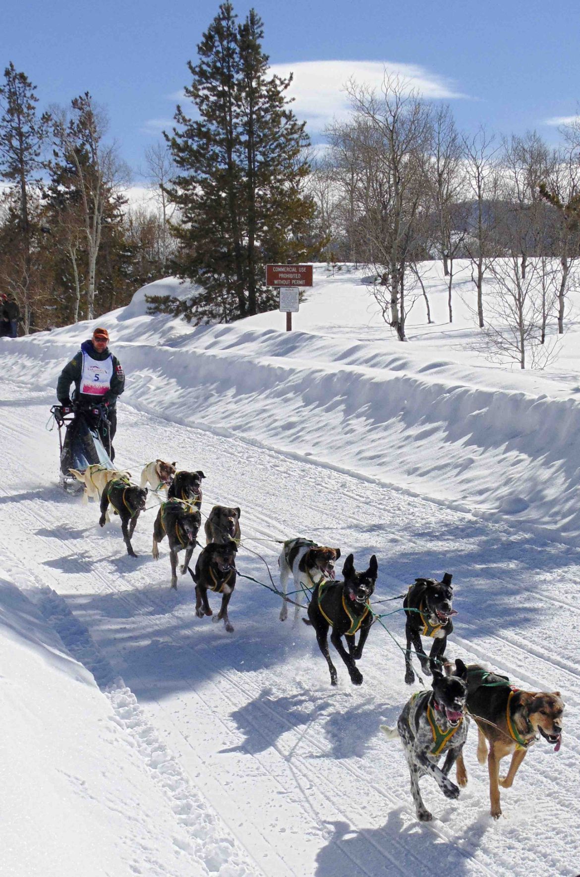 WINTER SERIES: Grueling dog race comes to conclusion | Local News ...
