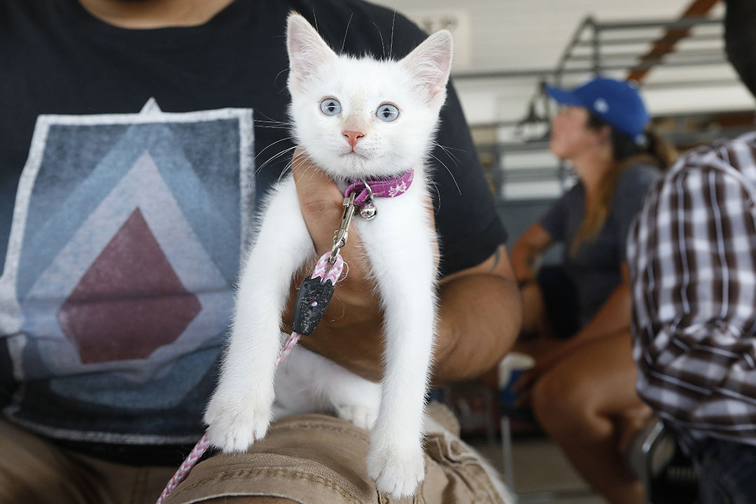 Photos: Park County 4-H cat show | | codyenterprise.com