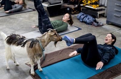 Exercise edibles | Sports | codyenterprise.com