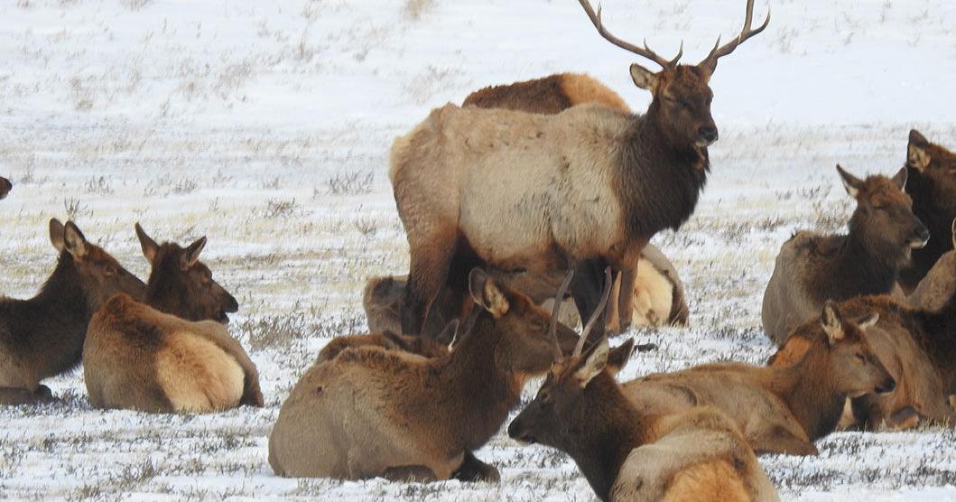 North Fork elk | People | codyenterprise.com