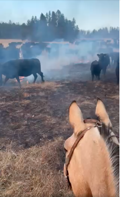 Ranchers drive cattle through Elk Fire to safety | Wyoming News ...