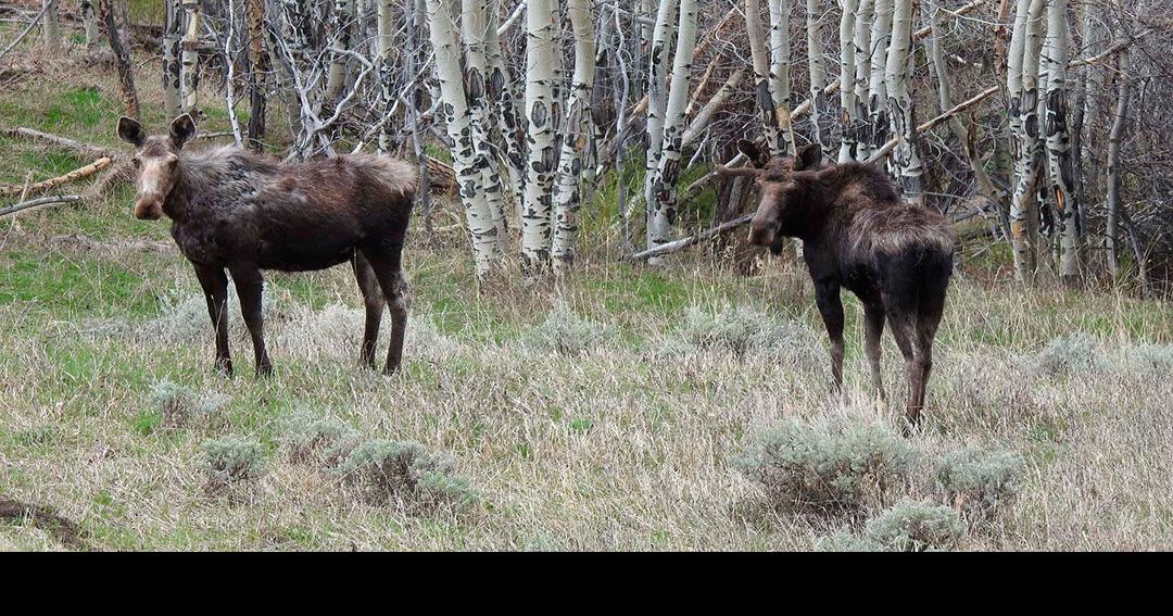 Pair of moose | People | codyenterprise.com