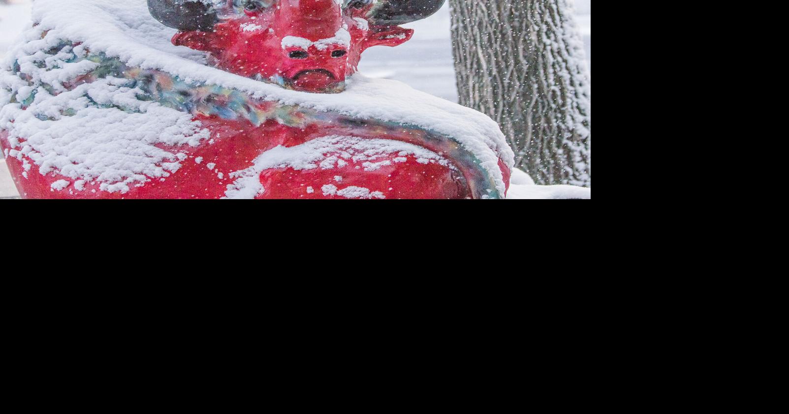 Blanketed Buffalo | Local News | codyenterprise.com