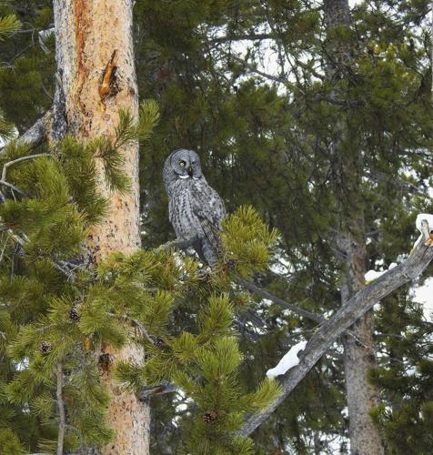 Giving A Hoot | Local News | codyenterprise.com