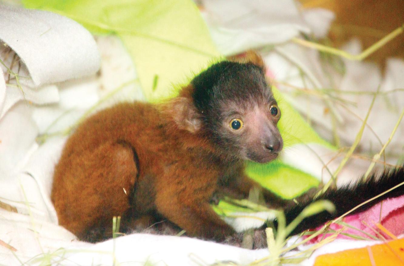 Lemur born at Denver Zoo | Archives | coloradocommunitymedia.com