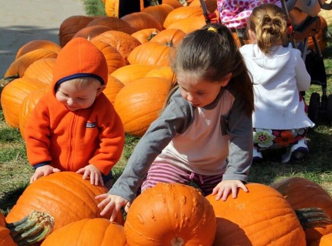 Down at the pumpkin patch | Archives | coloradocommunitymedia.com