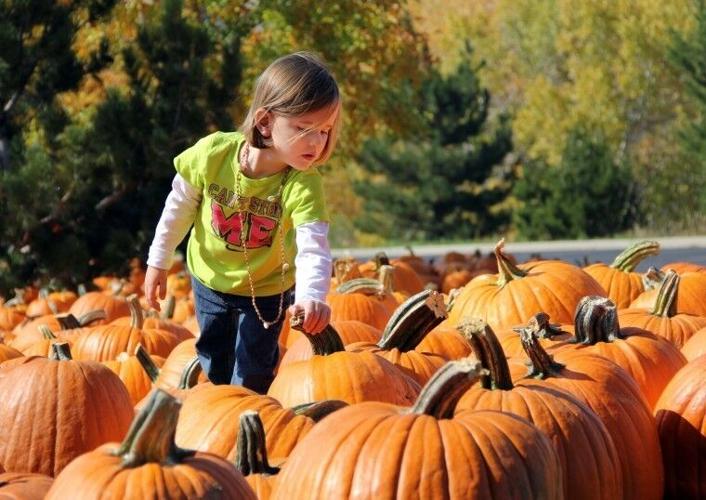 Down at the pumpkin patch | Archives | coloradocommunitymedia.com