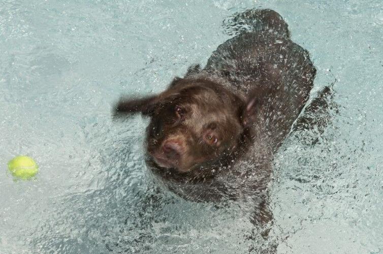 Who let the dogs in? | Archives | coloradocommunitymedia.com