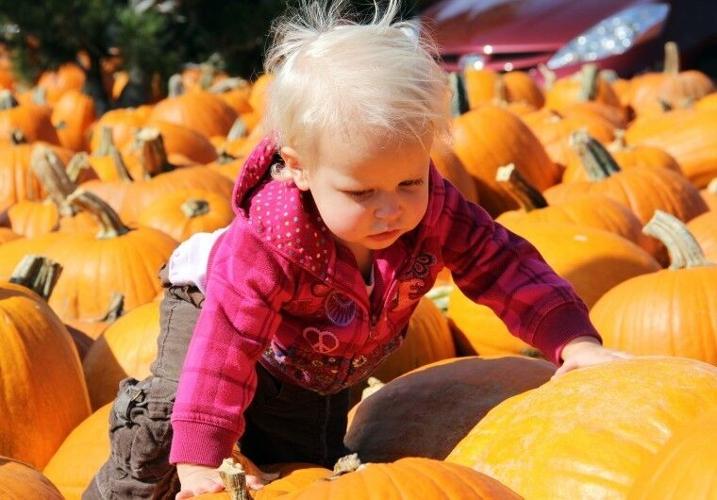 Down at the pumpkin patch | Archives | coloradocommunitymedia.com