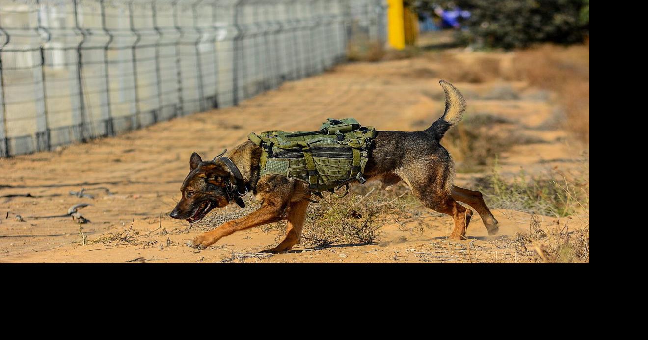 IDF dog cam shows hostages escaping, days before deaths by friendly ...