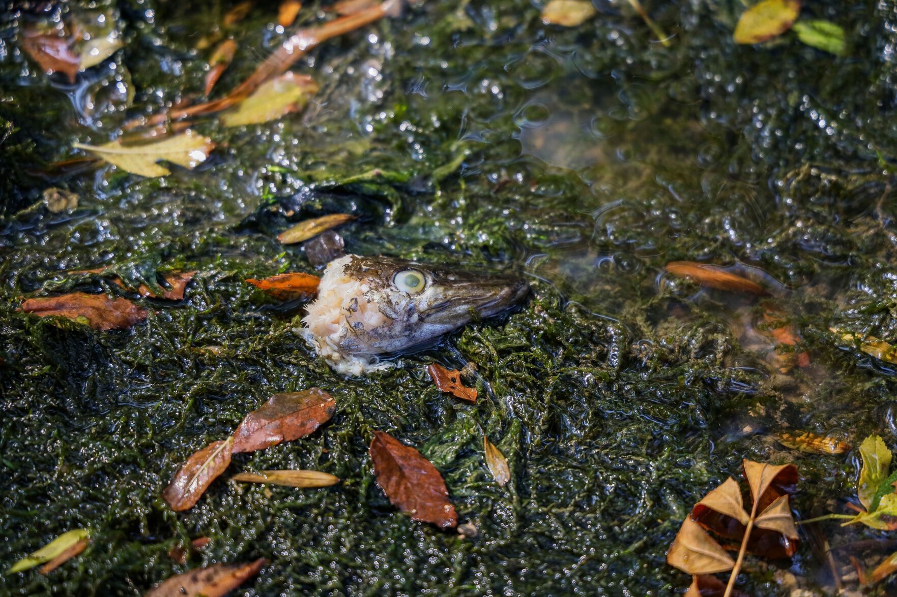 US withdraws from UN population agency, climate treaty