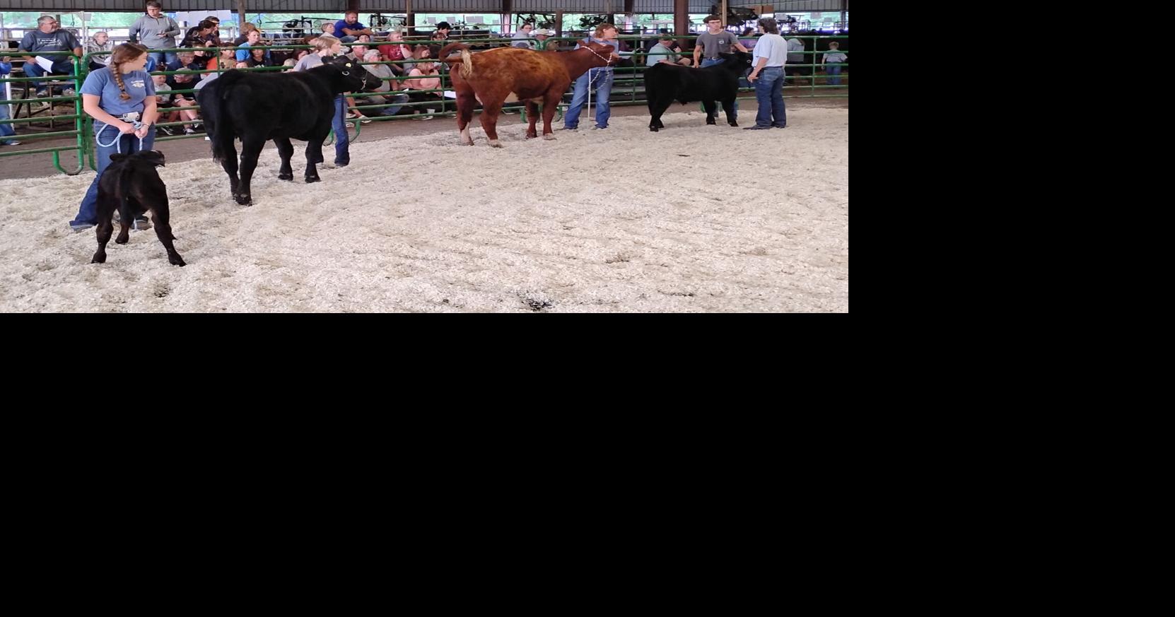 Beef showmanship at Colfax County Fair