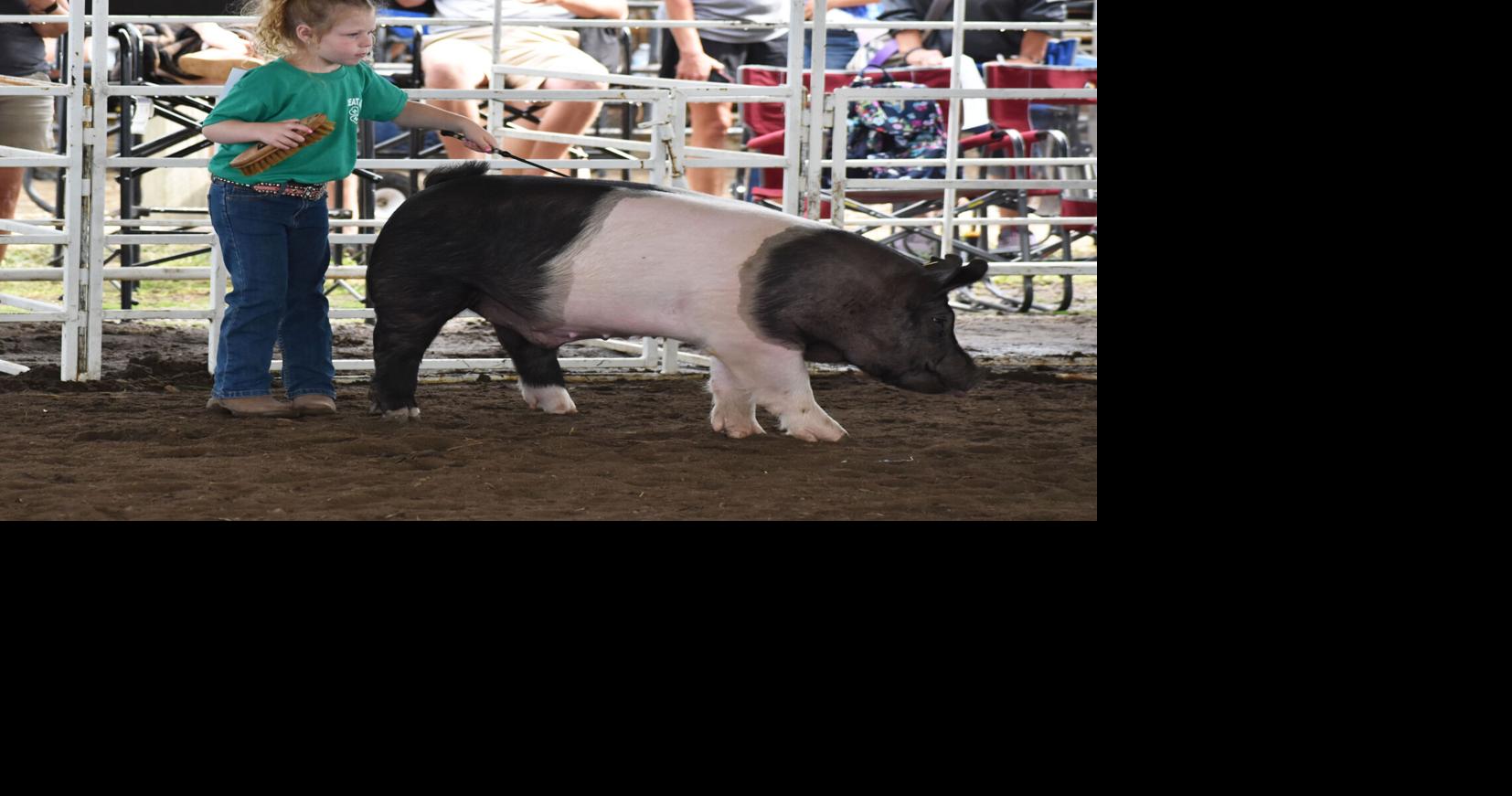 Butler County Fair Swine Show