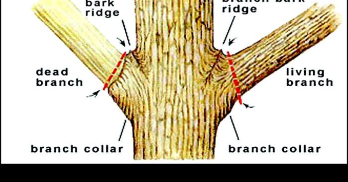 How to treat pruning wounds — leave them alone