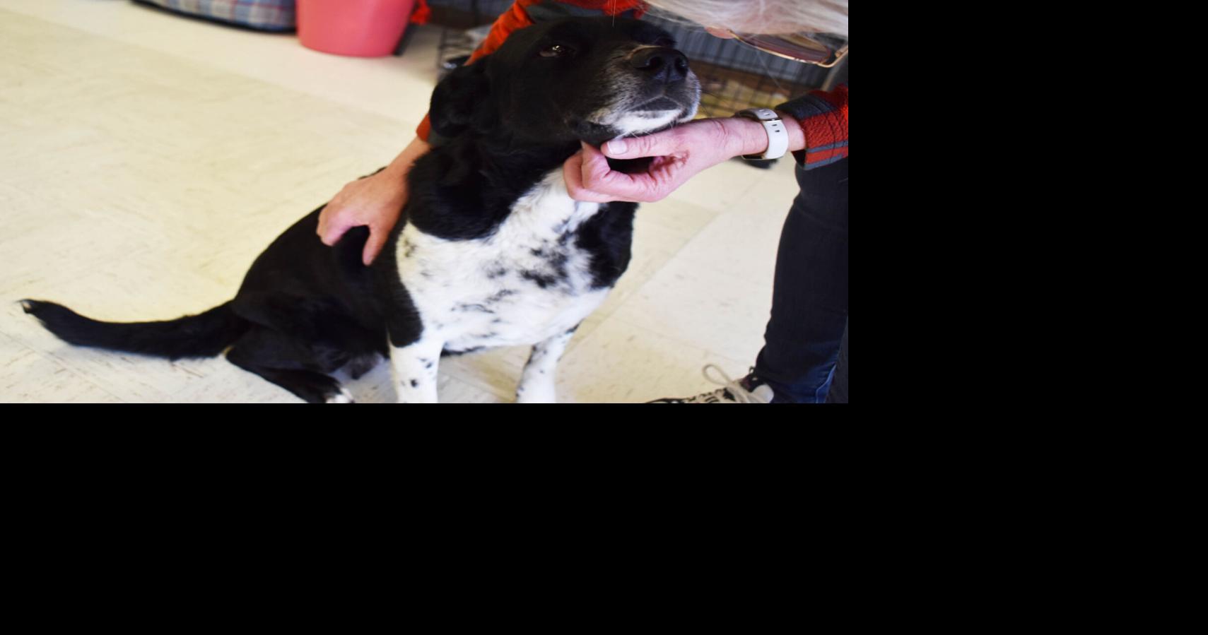 Pet of the Week - Lizzy